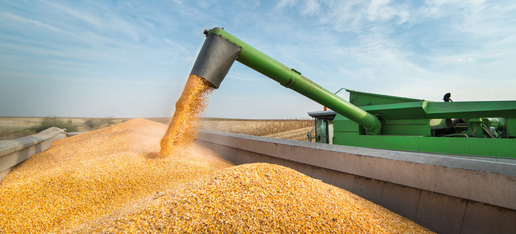Long Term Grain Storage: How Long Can Grains Be Stored?